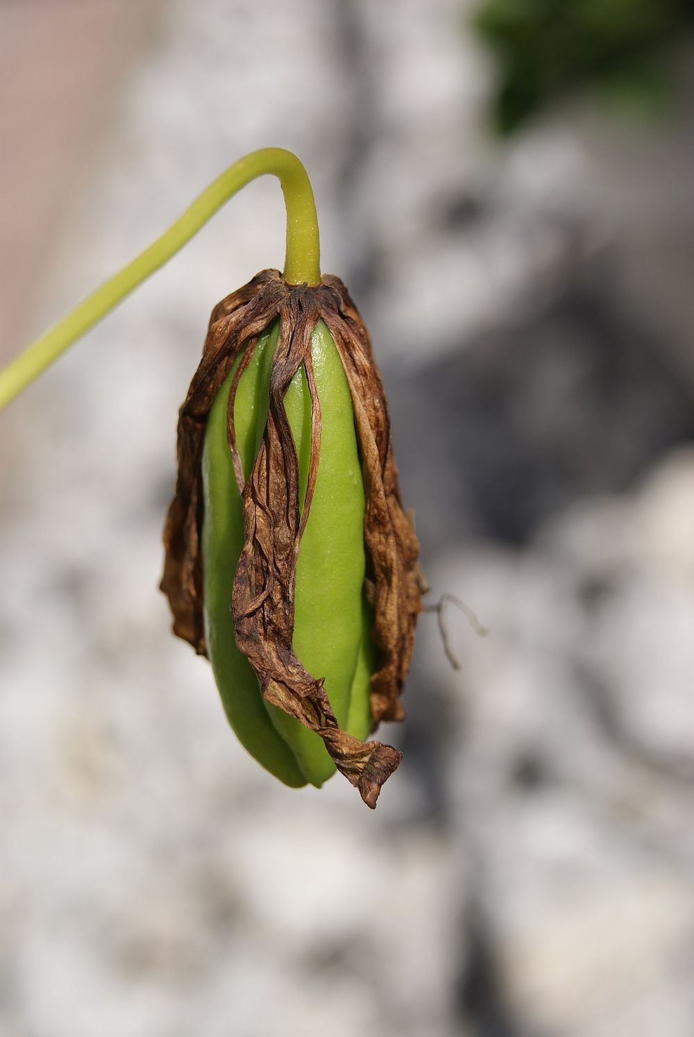 Gloriosa superba | Pha Tad Ke Botanical Garden