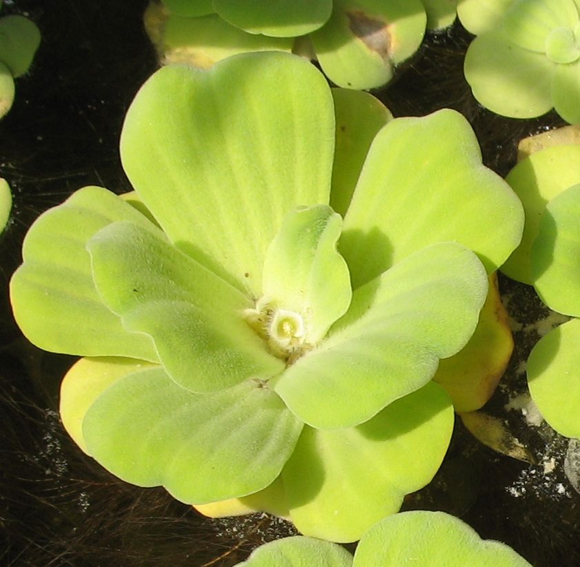 Pistia stratiotes | Pha Tad Ke Botanical Garden