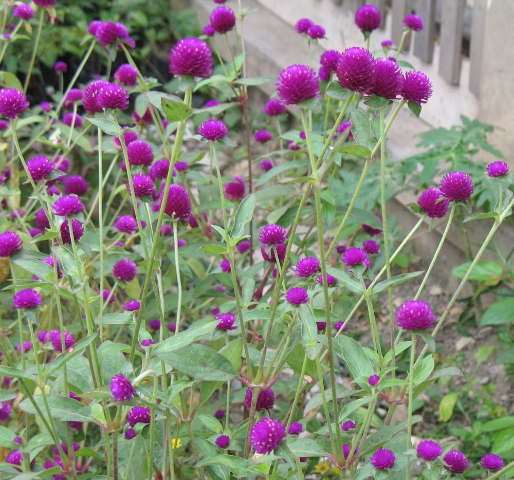 Gomphrena globosa | Pha Tad Ke Botanical Garden