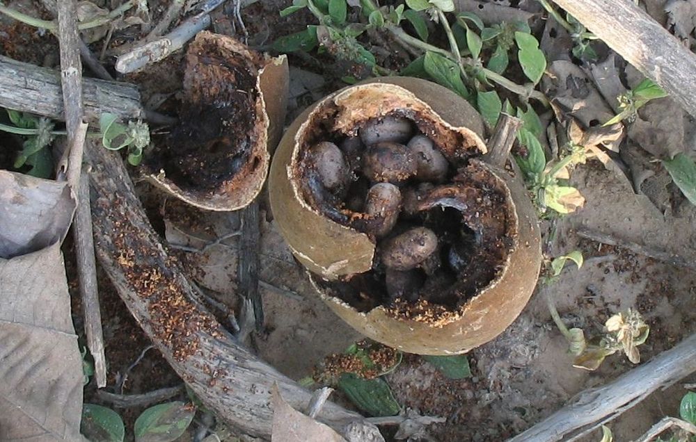 Hydnocarpus spp. | Pha Tad Ke Botanical Garden