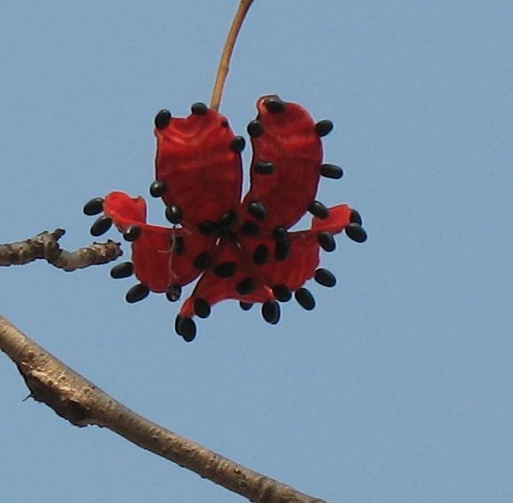 Sterculia thorelii | Pha Tad Ke Botanical Garden