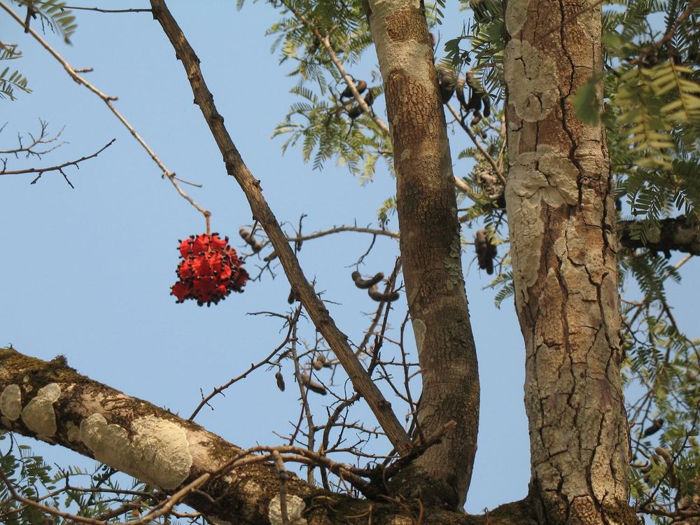 Sterculia thorelii | Pha Tad Ke Botanical Garden