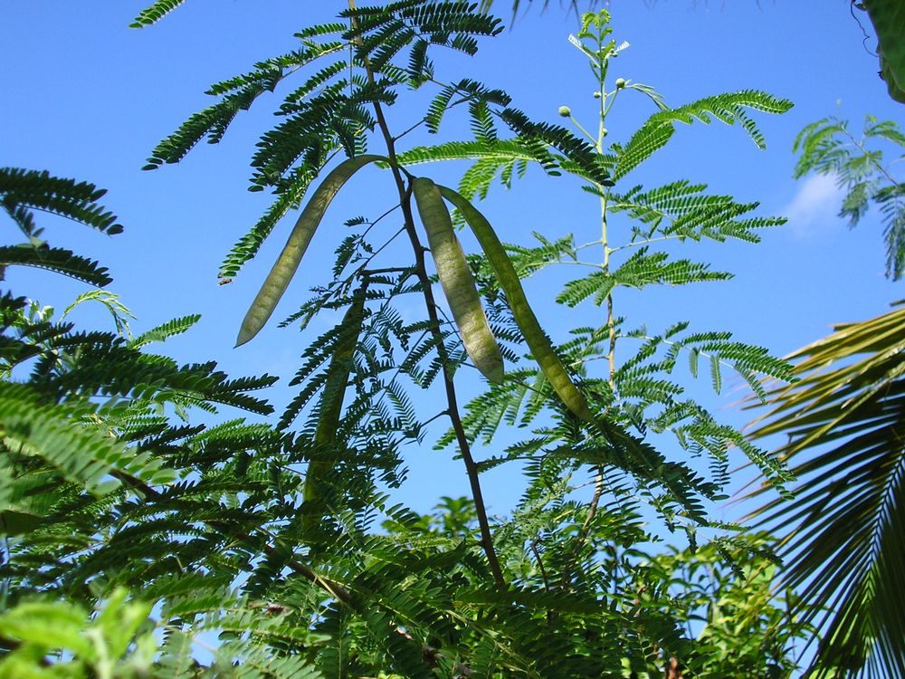 Leucaena leucocephala | Pha Tad Ke Botanical Garden