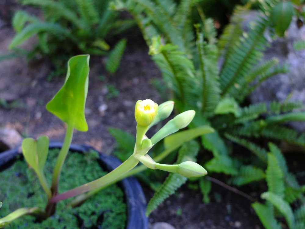 Limnocharis flava | Pha Tad Ke Botanical Garden
