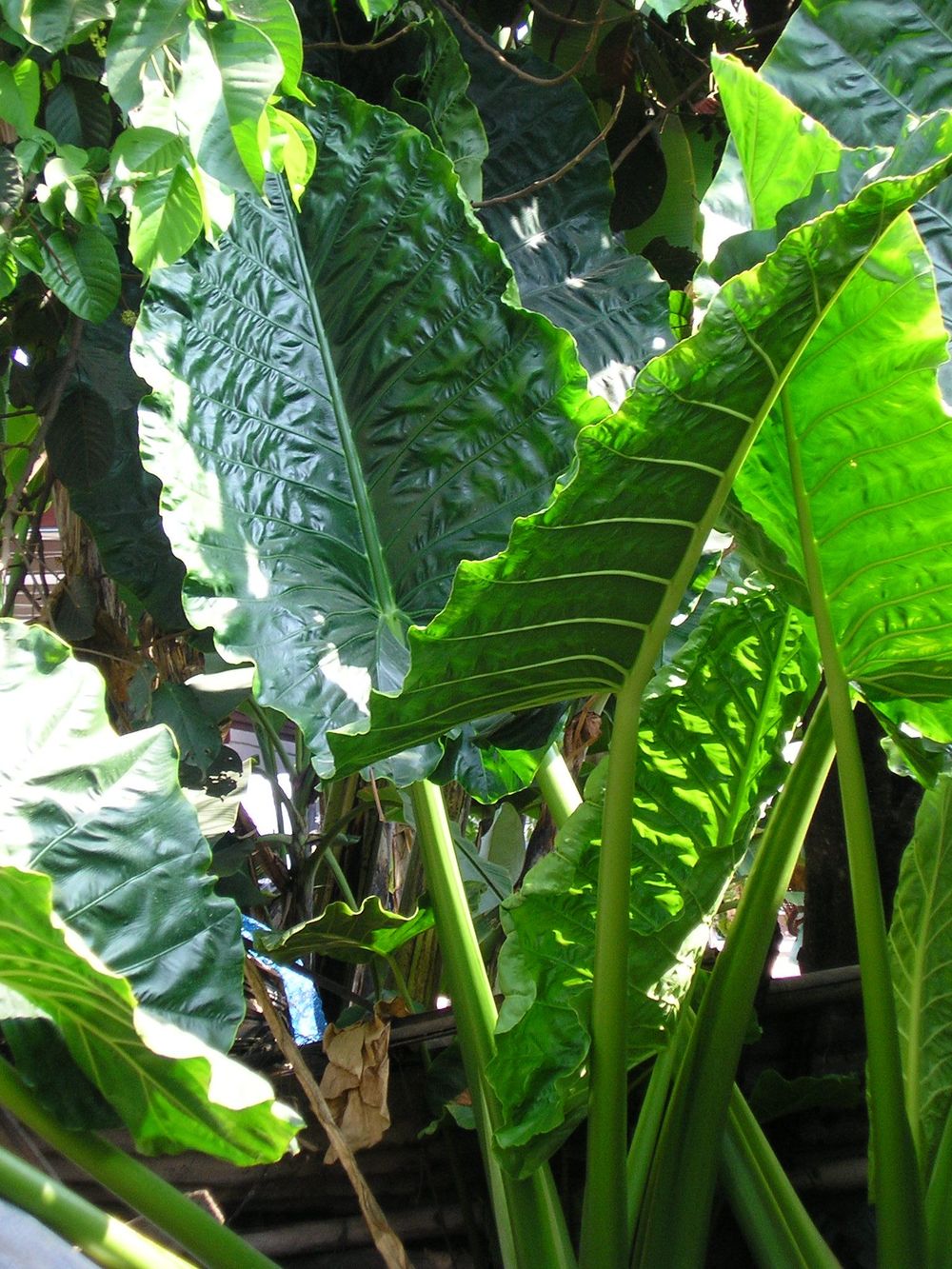 Colocasia Esculenta Pha Tad Ke Botanical Garden Colocasia Esculenta Pha Tad Ke Botanical Garden
