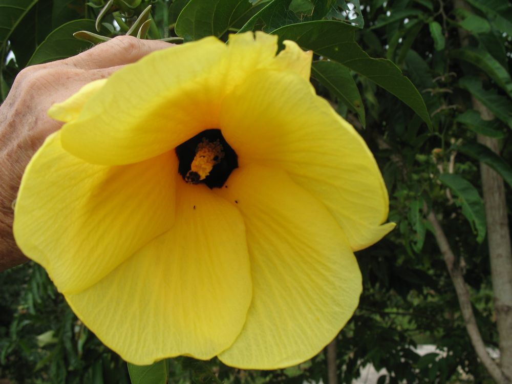 Hibiscus grewiifolius | Pha Tad Ke Botanical Garden