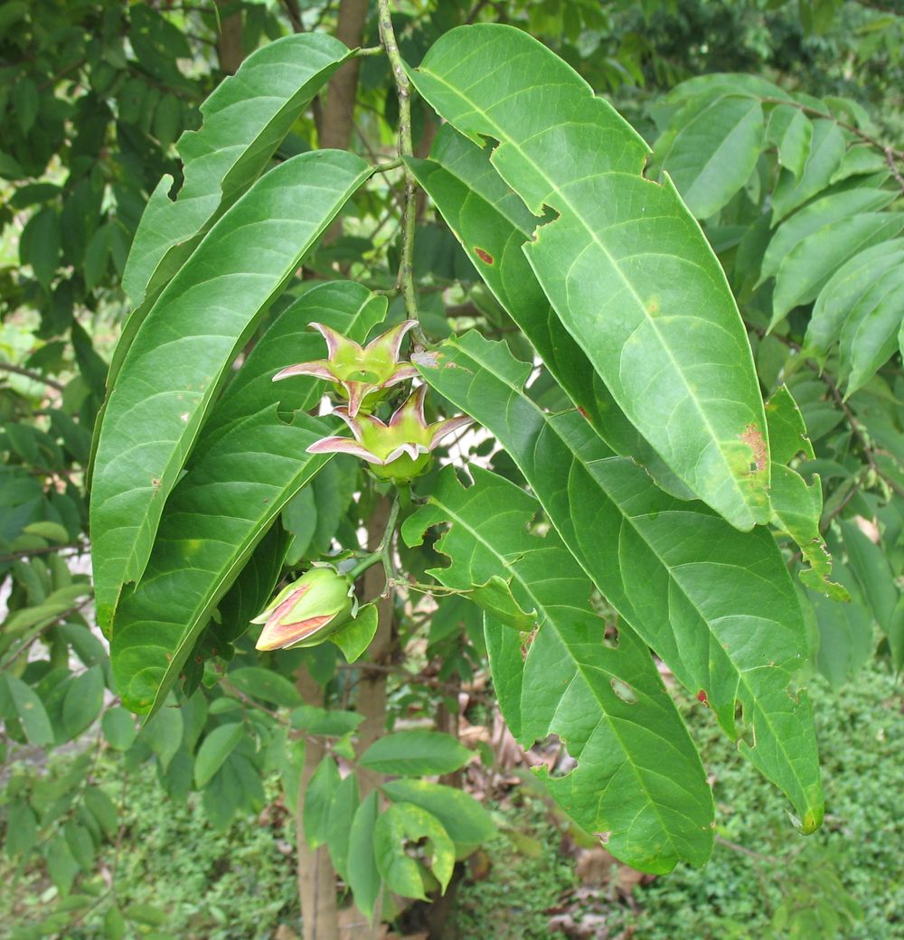 Hibiscus grewiifolius | Pha Tad Ke Botanical Garden