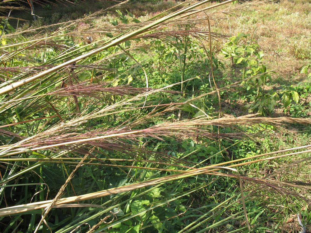 Chrysopogon zizanioides | Pha Tad Ke Botanical Garden