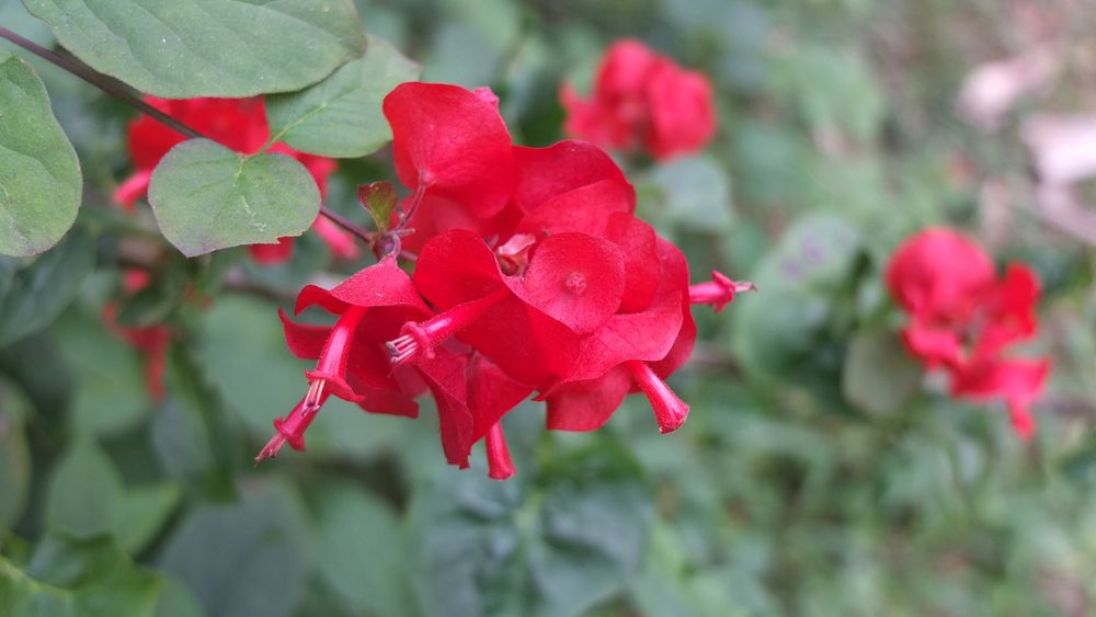 Holmskioldia sanguinea | Pha Tad Ke Botanical Garden