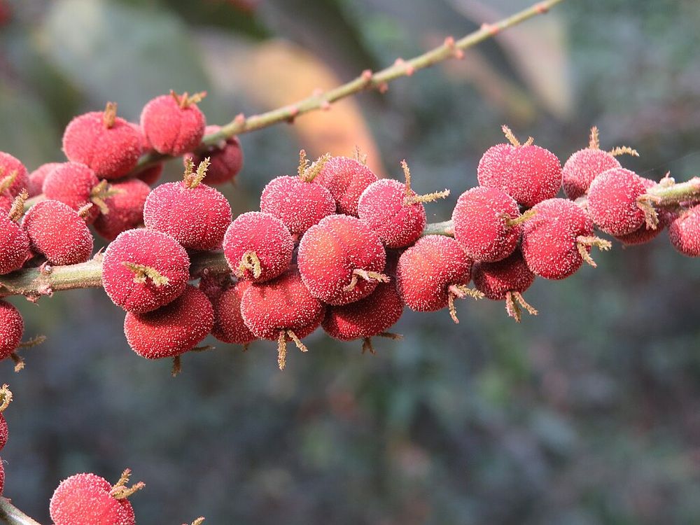 Mallotus philippinensis | Pha Tad Ke Botanical Garden