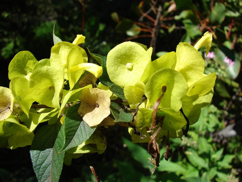 Holmskioldia sanguinea | Pha Tad Ke Botanical Garden