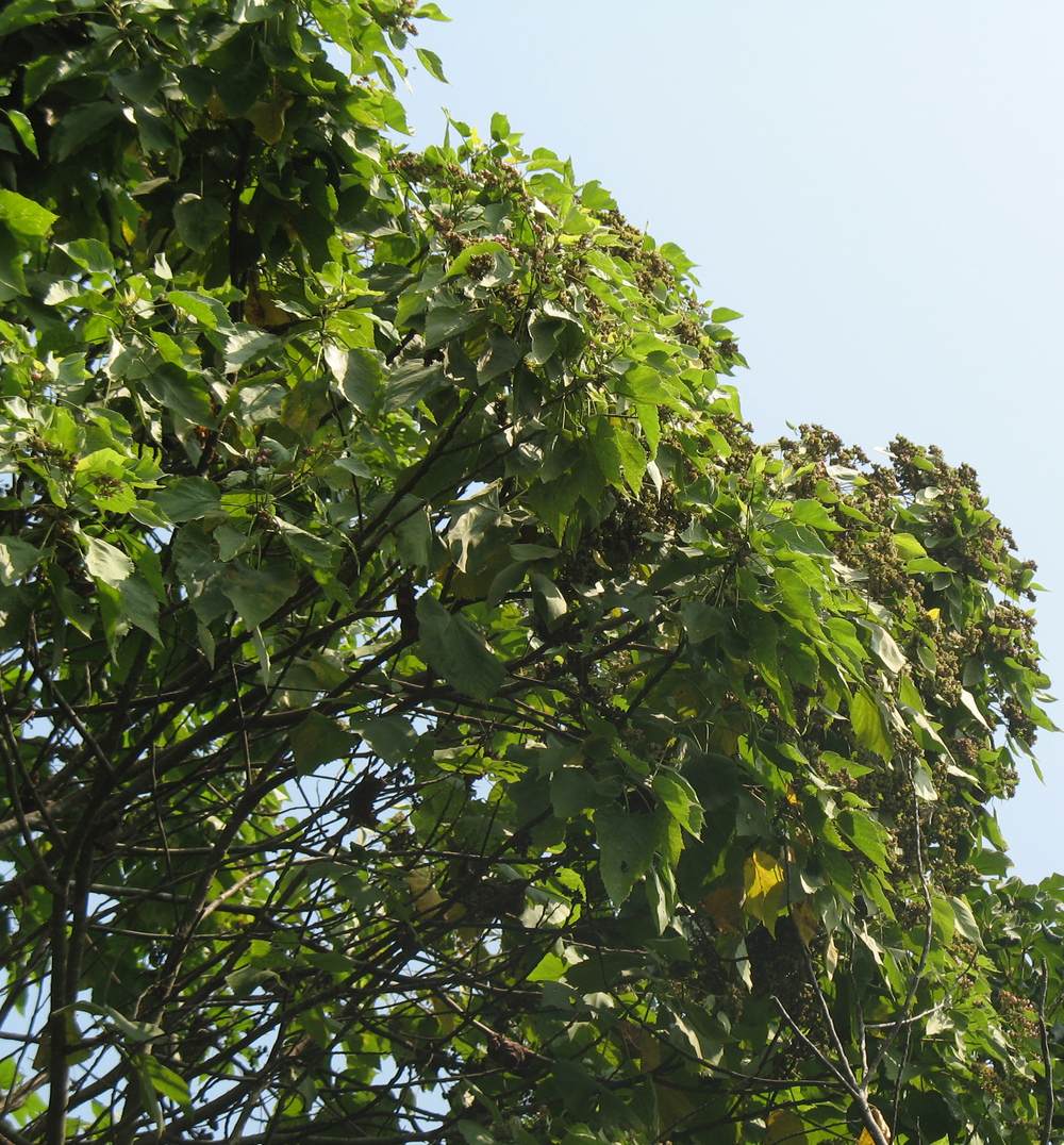 Melochia umbellata | Pha Tad Ke Botanical Garden