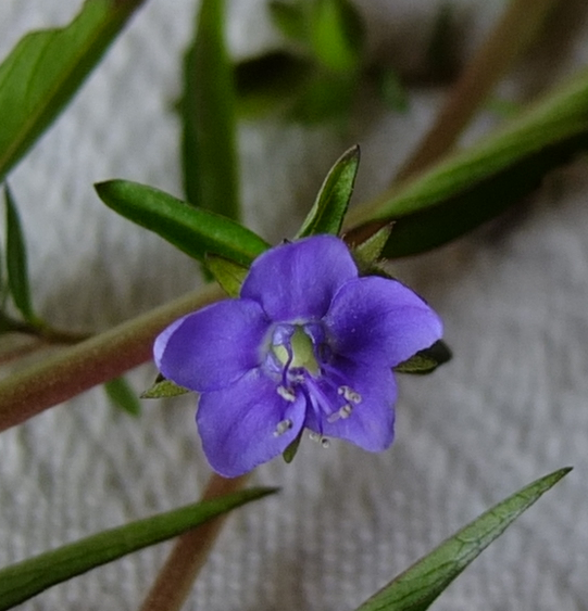 Hydrolea zeylanica | Pha Tad Ke Botanical Garden