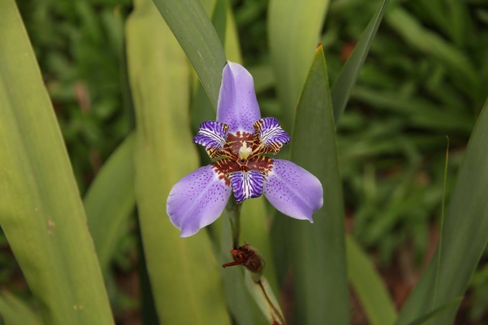 Neomarica spp. | Pha Tad Ke Botanical Garden