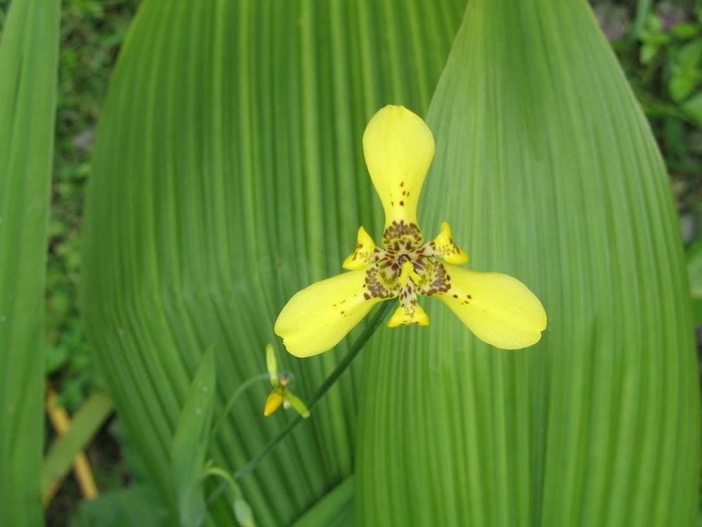 Trimezia spp | Pha Tad Ke Botanical Garden