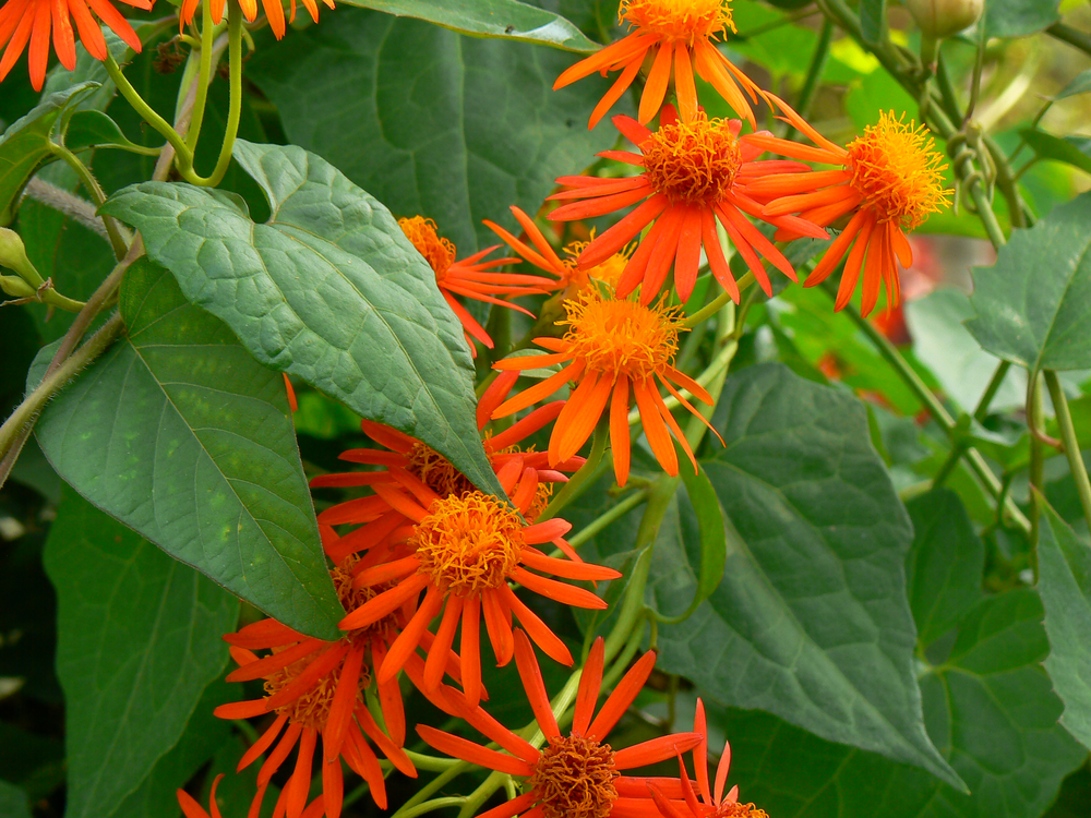 Senecio confusus | Pha Tad Ke Botanical Garden