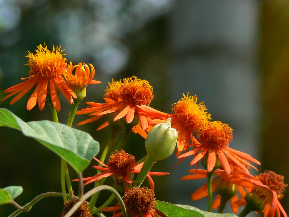 Senecio confusus | Pha Tad Ke Botanical Garden