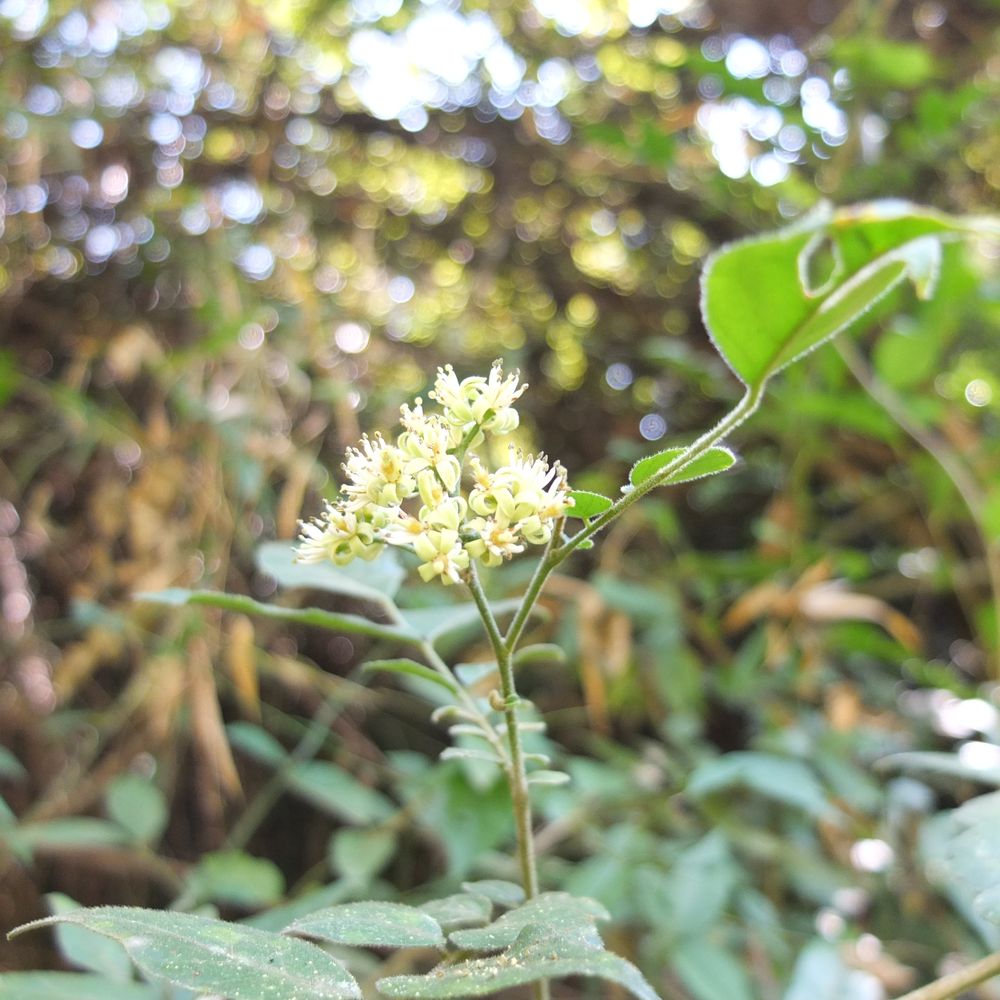 Micromelum minutum | Pha Tad Ke Botanical Garden