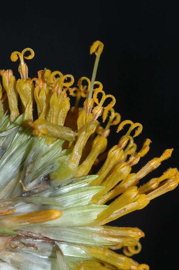 Tithonia diversifolia | Pha Tad Ke Botanical Garden