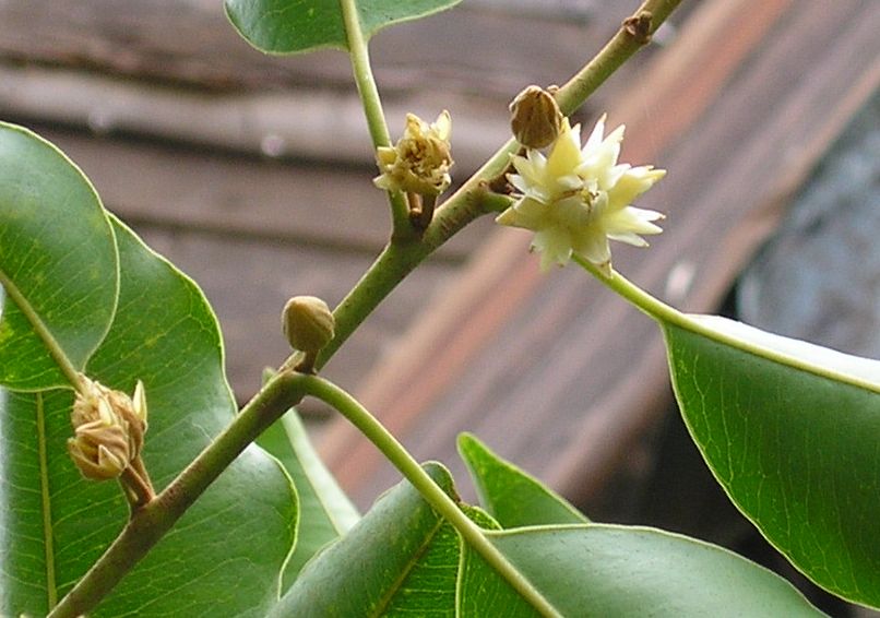 Mimusops elengi | Pha Tad Ke Botanical Garden