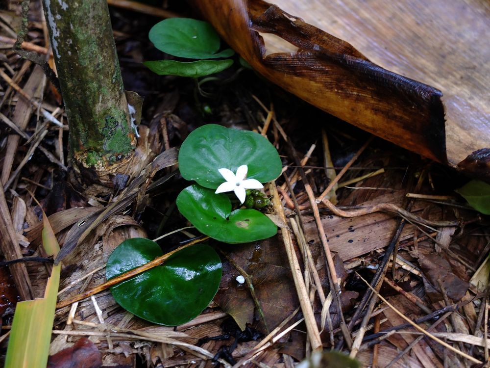 Geophila repens | Pha Tad Ke Botanical Garden
