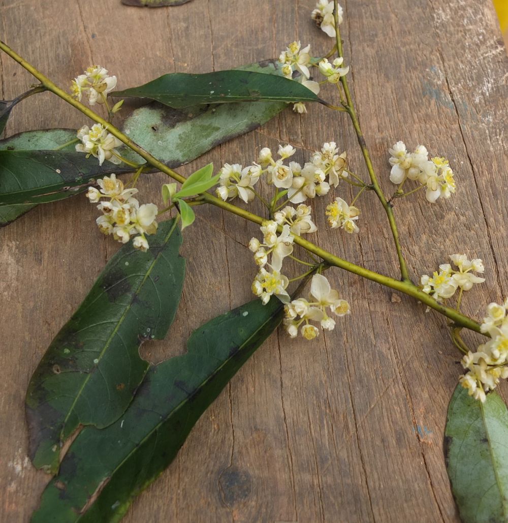 Litsea cubeba | Pha Tad Ke Botanical Garden