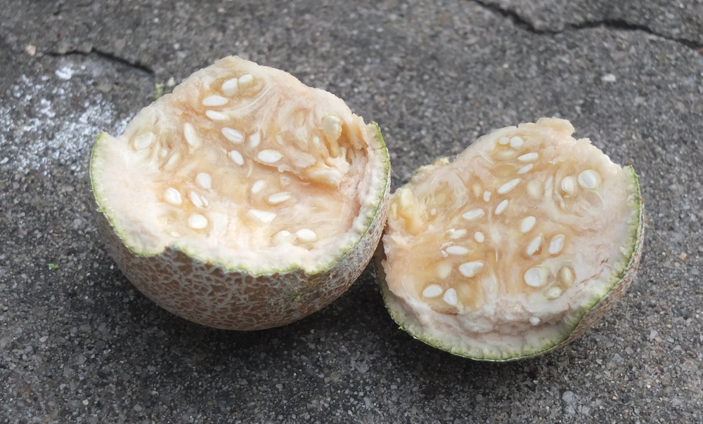 Limonia acidissima | Pha Tad Ke Botanical Garden