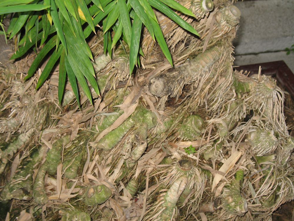 Dendrocalamus spp. | Pha Tad Ke Botanical Garden